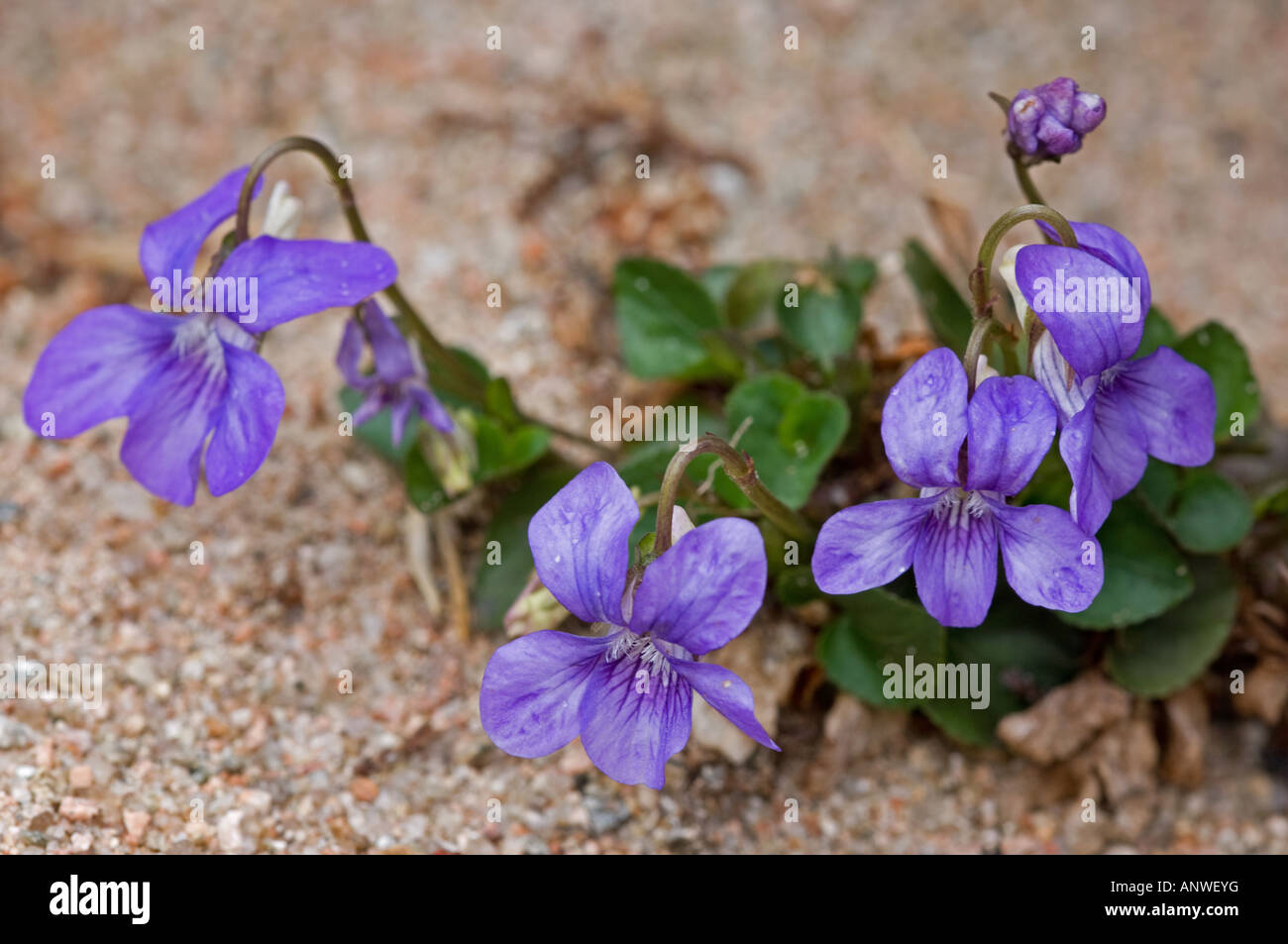 Common Dog Violet (Viola riviniana Stock Photo - Alamy