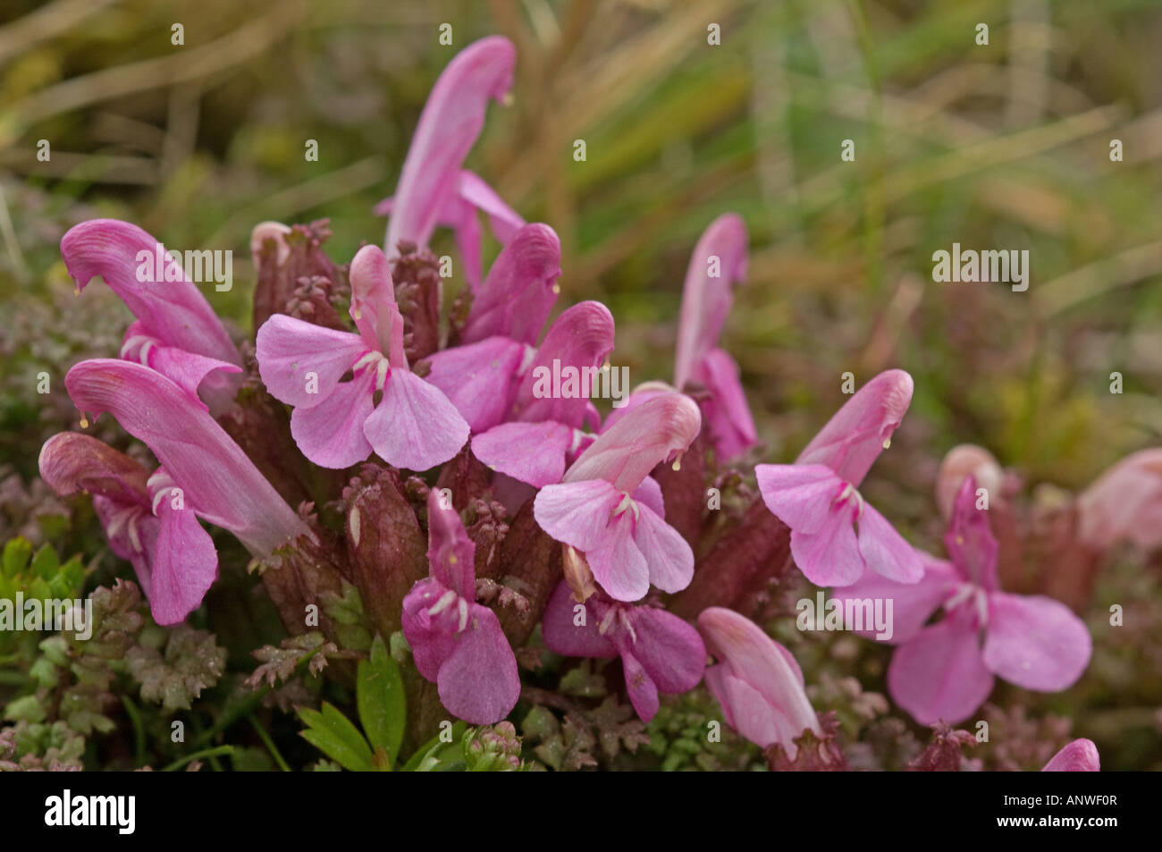 Marsh lousewort hi-res stock photography and images - Alamy