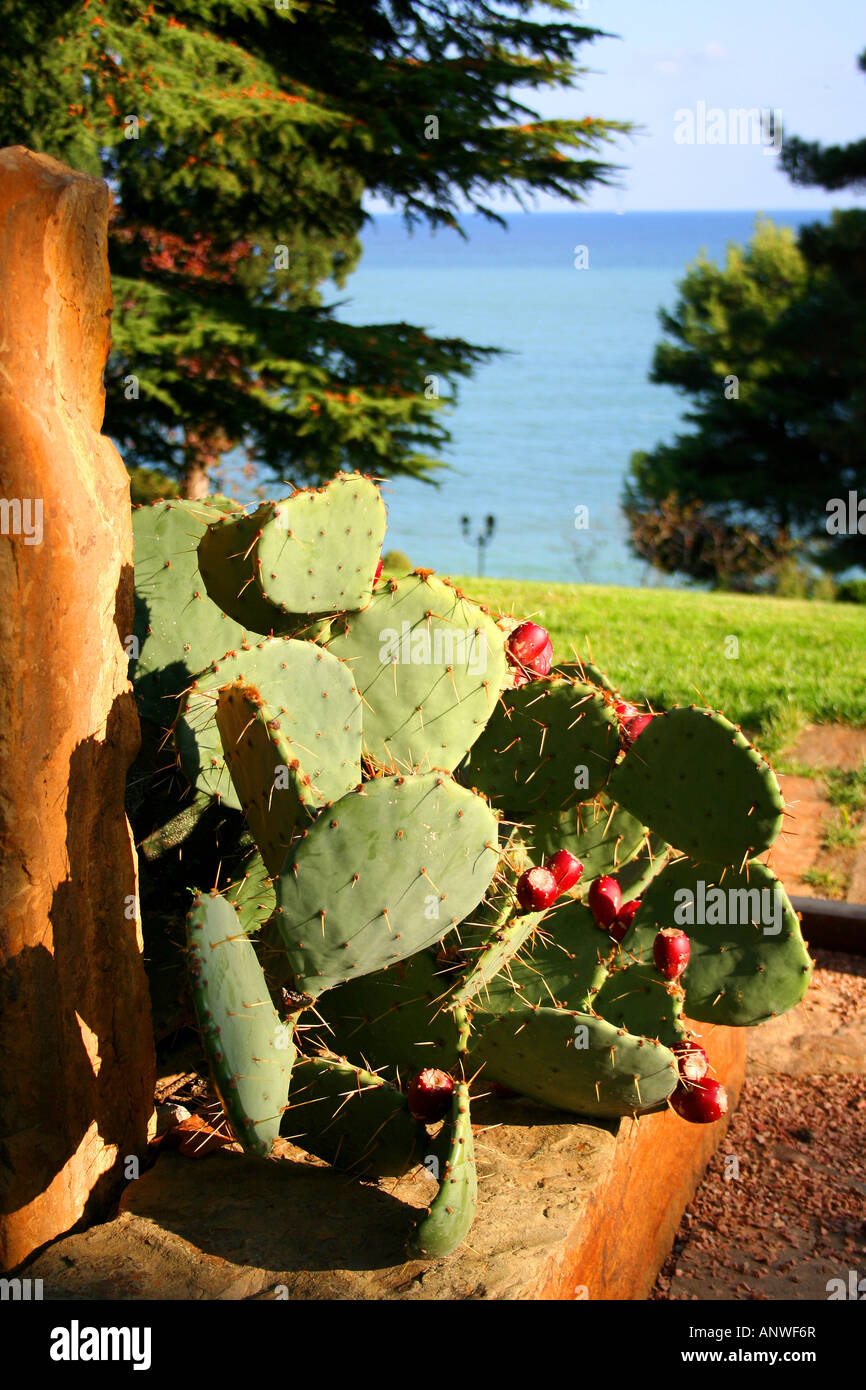 Beautiful cactus over the seaside Stock Photo - Alamy