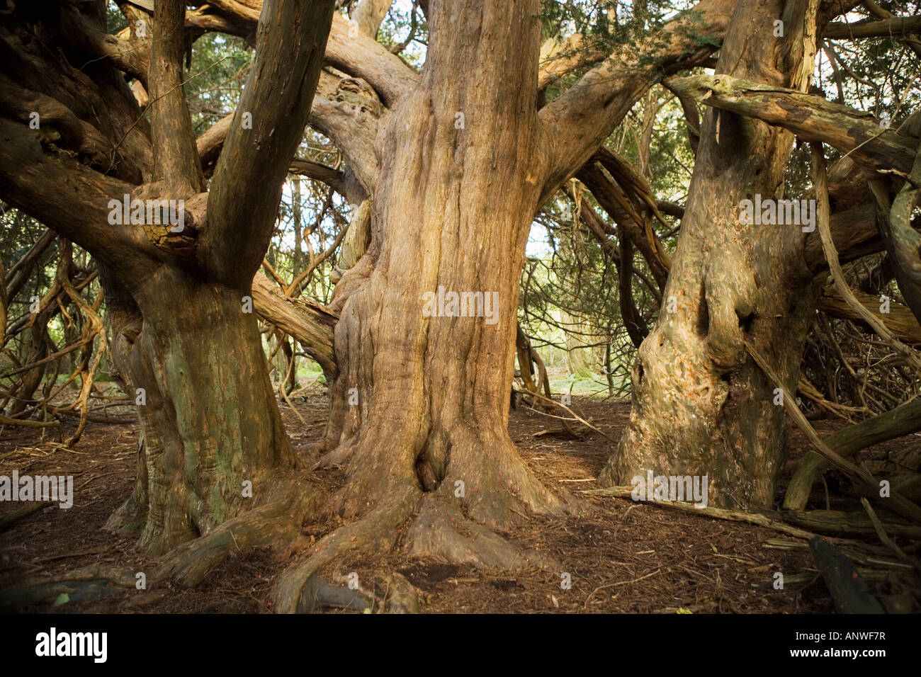 Ancient yew trees at Kingley Vale, West Sussex England Stock Photo - Alamy