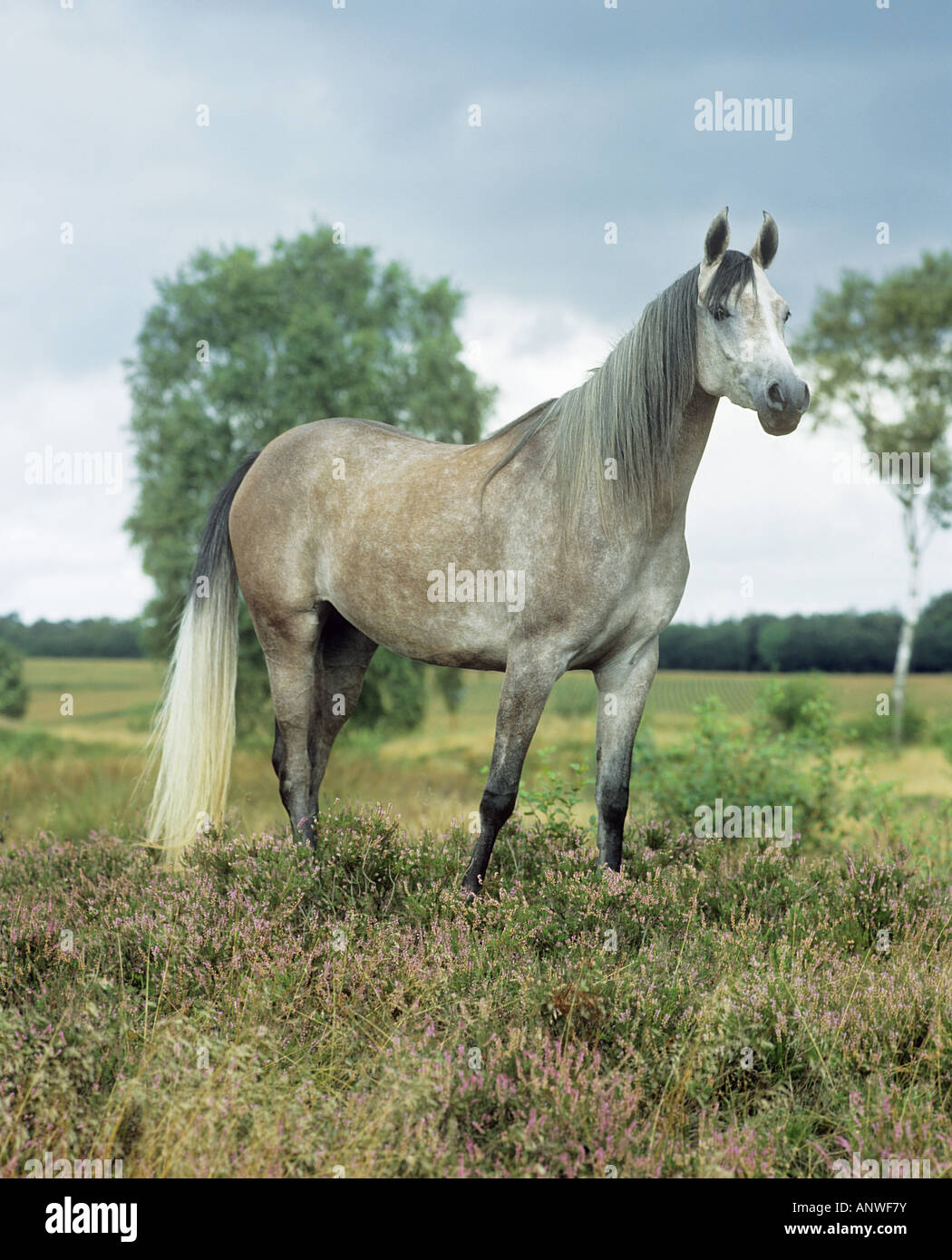 Asil Arabian horse - standing Stock Photo - Alamy