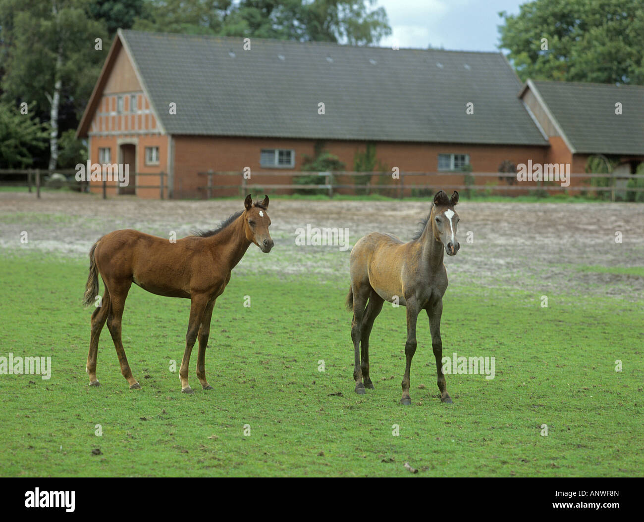 Asil arabian horse hi-res stock photography and images - Alamy