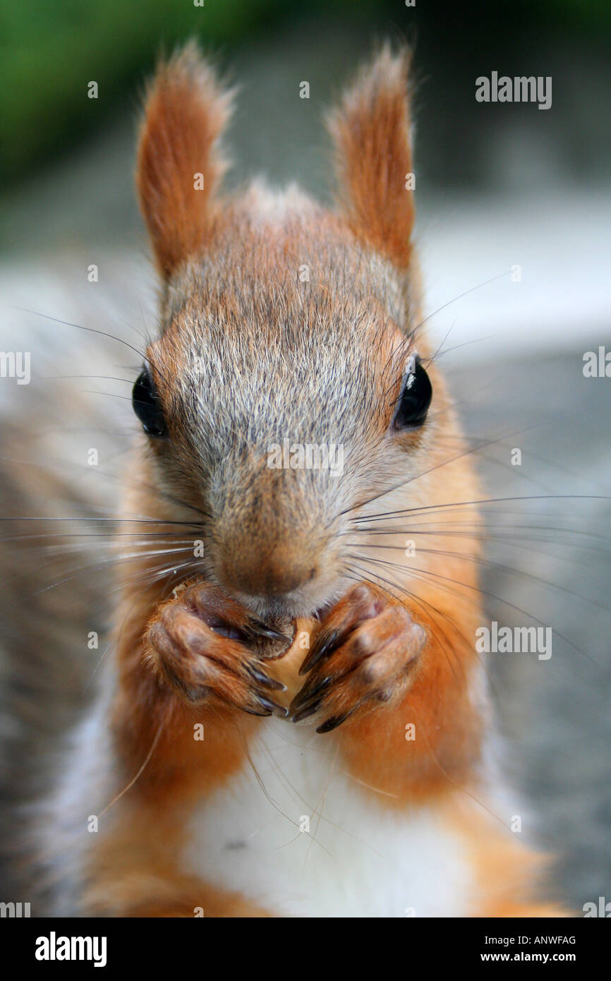 squirrel that nibble nuts nutcracker Stock Photo - Alamy