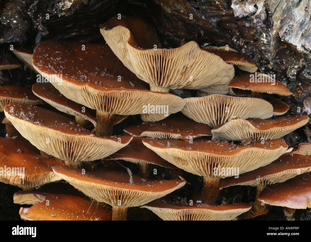 Galerina Marginata (aka Galerina Autumnalis) - poisonous mushroom also ...