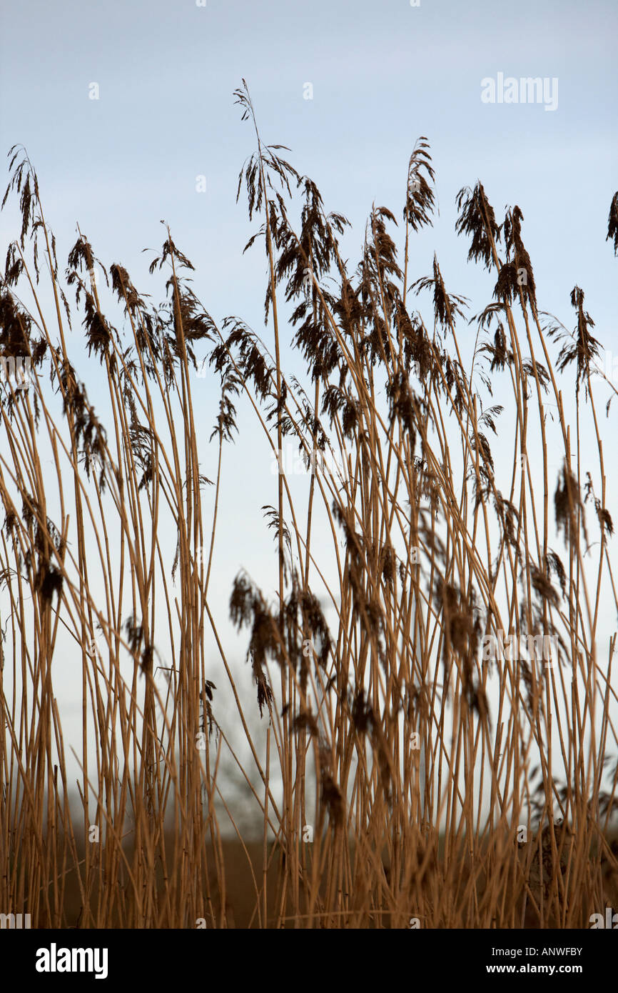 Reedheads hi-res stock photography and images - Alamy