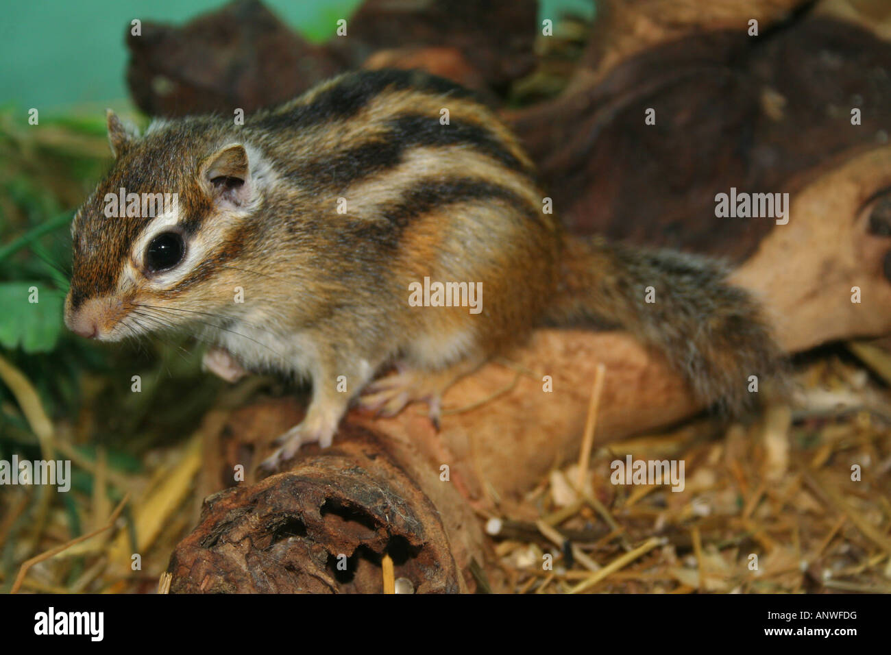 Zoo chipmunk hi-res stock photography and images - Alamy