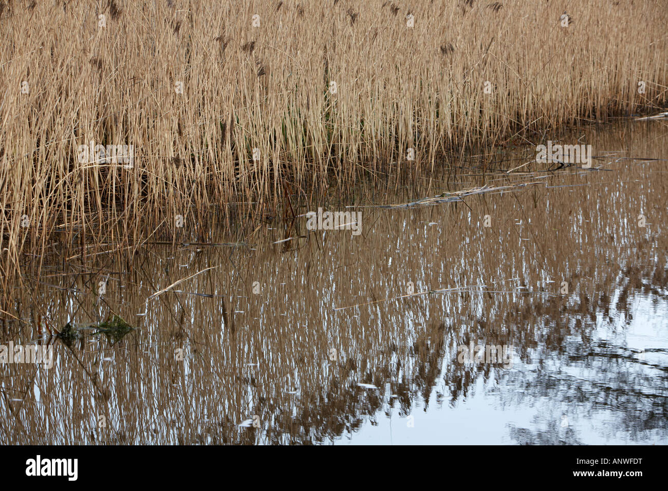 Dead reed bed hi-res stock photography and images - Alamy