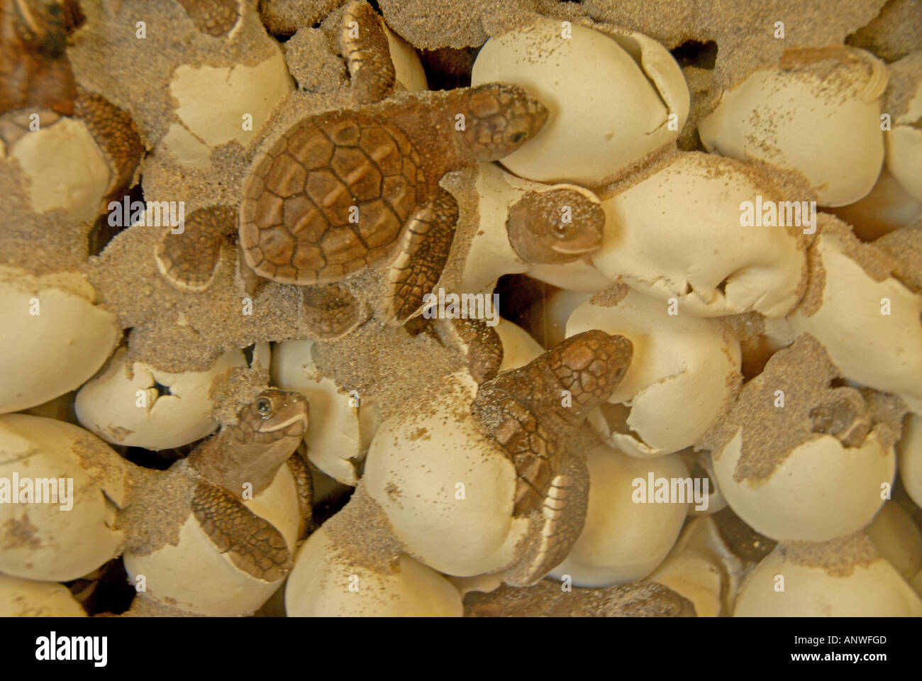 Sea Turtles loggerhead hatchlings gggs nest Stock Photo - Alamy