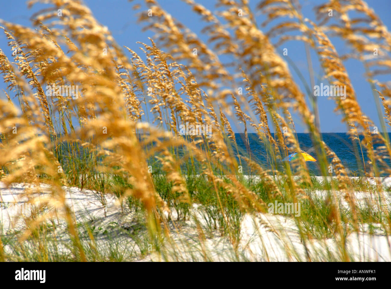 St George Island State Park FL Sea oats beach plants beach umbrella ...
