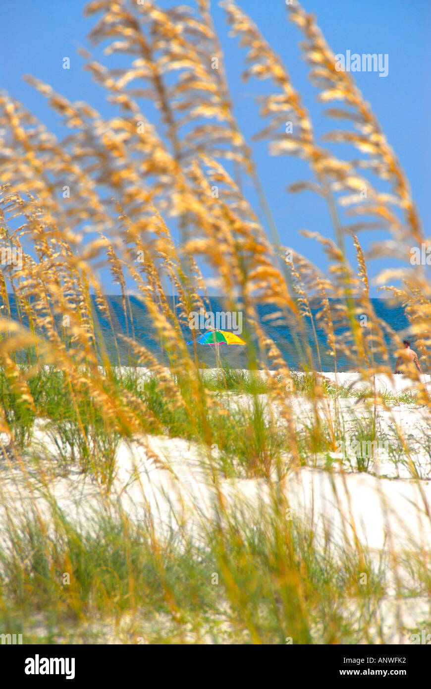 Sea oats beach plants beach umbrella seascape Florida St George Island ...