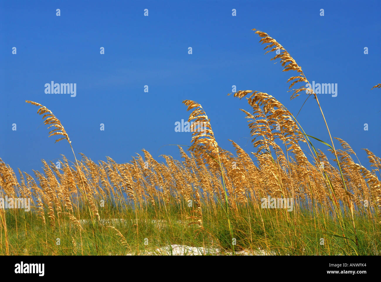 Florida St George Island State Park yellow sea oats beach plants ...