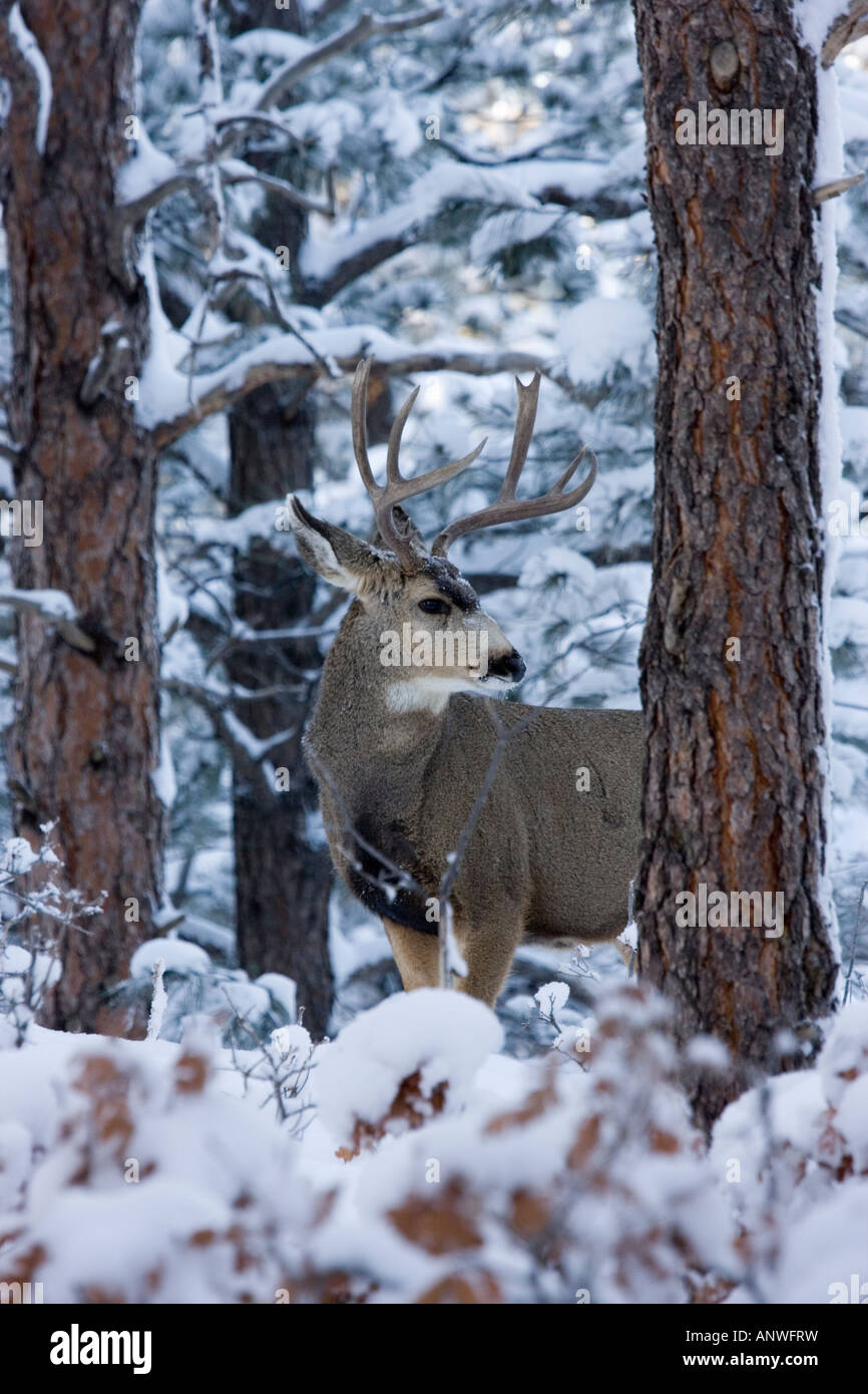 Big buck deer in a magical snowy Colorado scene Stock Photo - Alamy