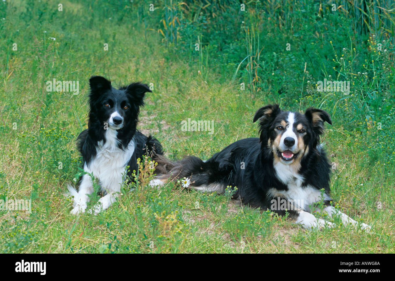 Border Collie Working Pair Stock Photo - Alamy
