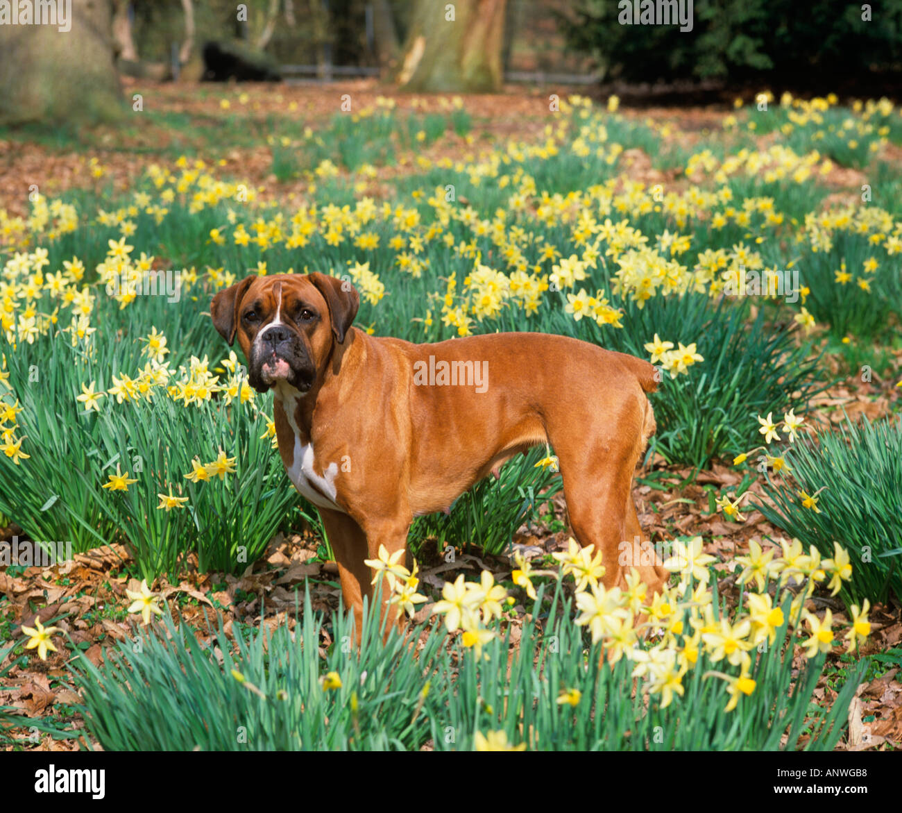 Dogs in daffodils hi-res stock photography and images - Alamy