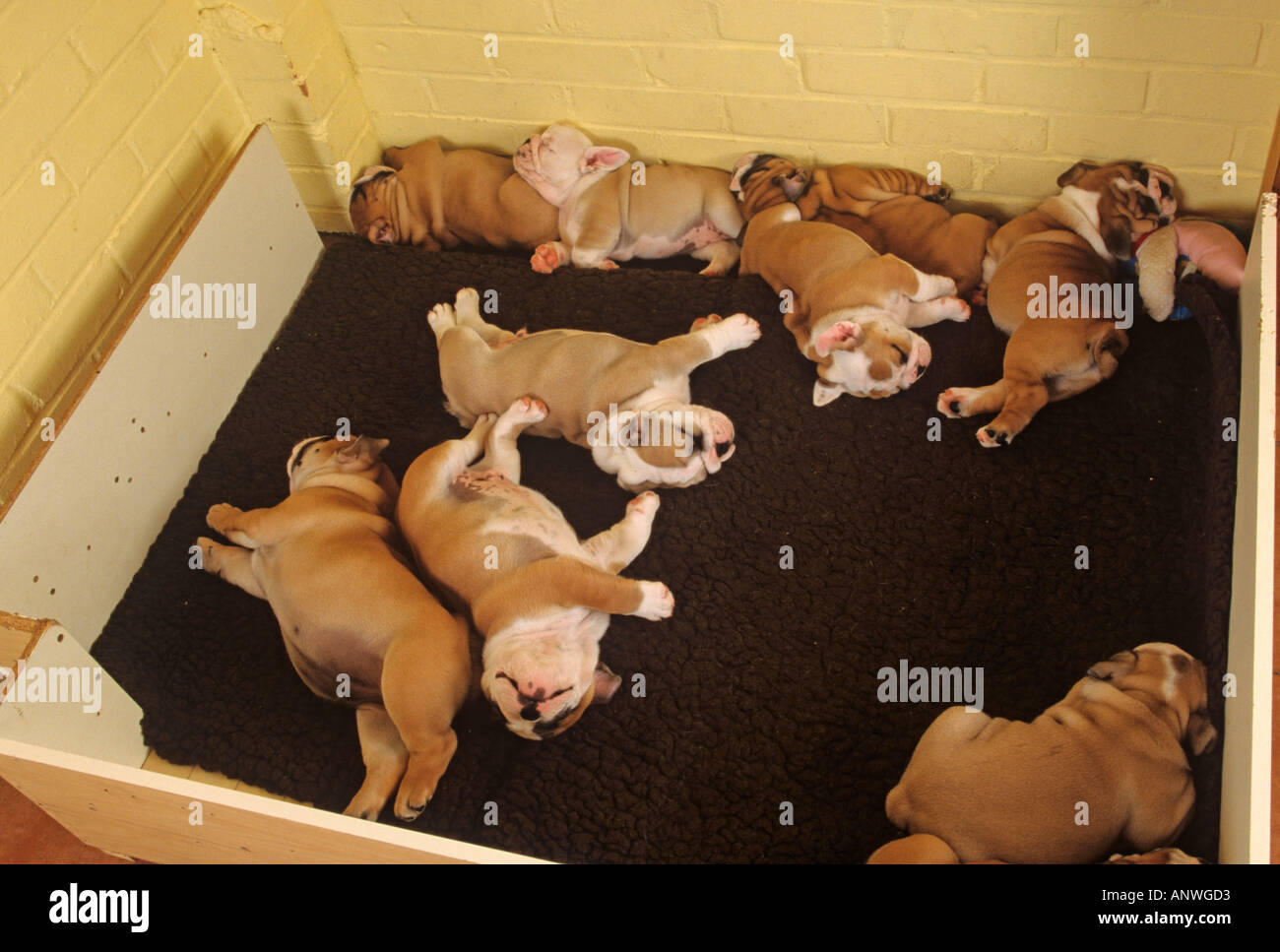 Bull Dog Puppies at 7 Weeks Old Stock Photo - Alamy