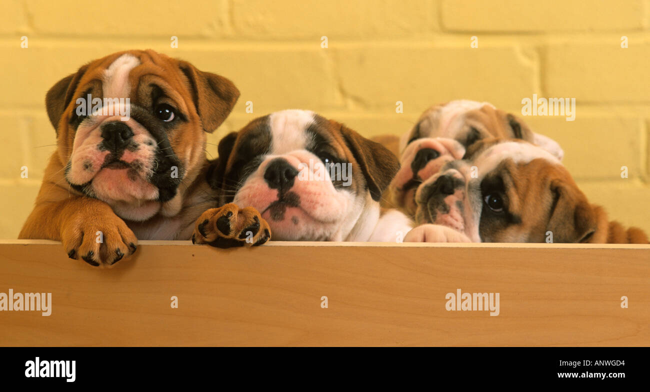 Bull Dog Puppies at 7 Weeks Old Stock Photo - Alamy