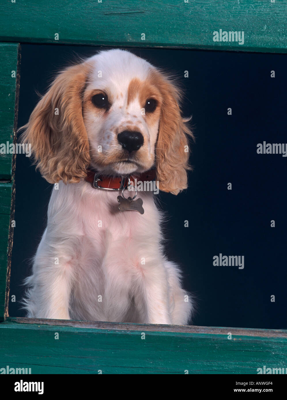 Cocker Spaniel Puppy Portrait in Kennel Stock Photo - Alamy