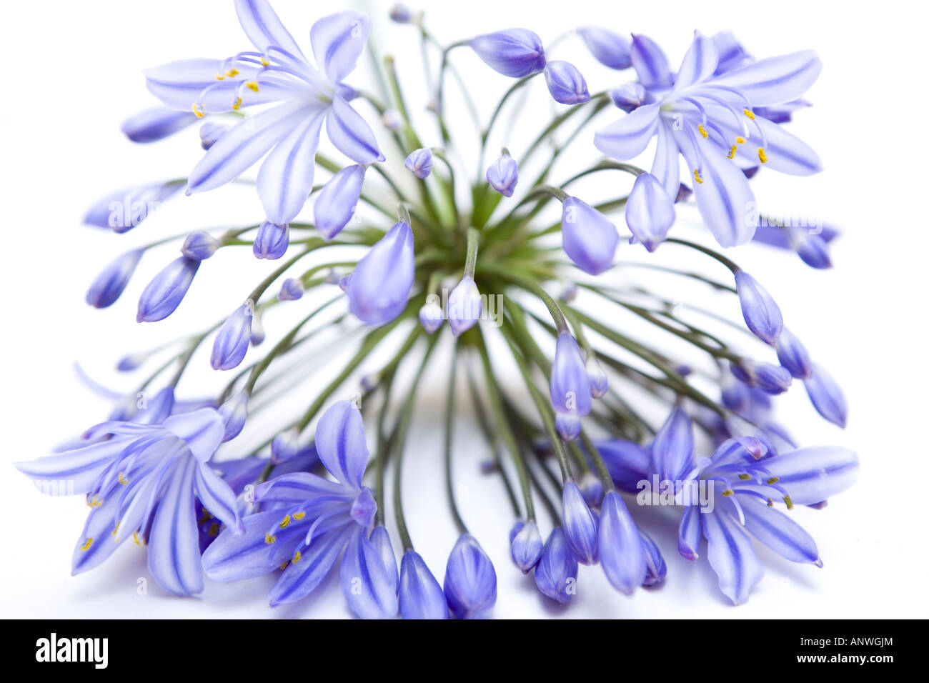 African blue lily hi-res stock photography and images - Alamy