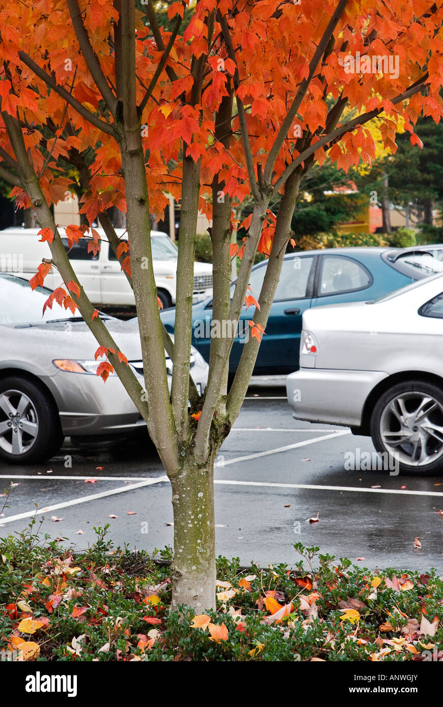 colorful fall tree sits in parking lot Issaquah Washington Stock Photo ...