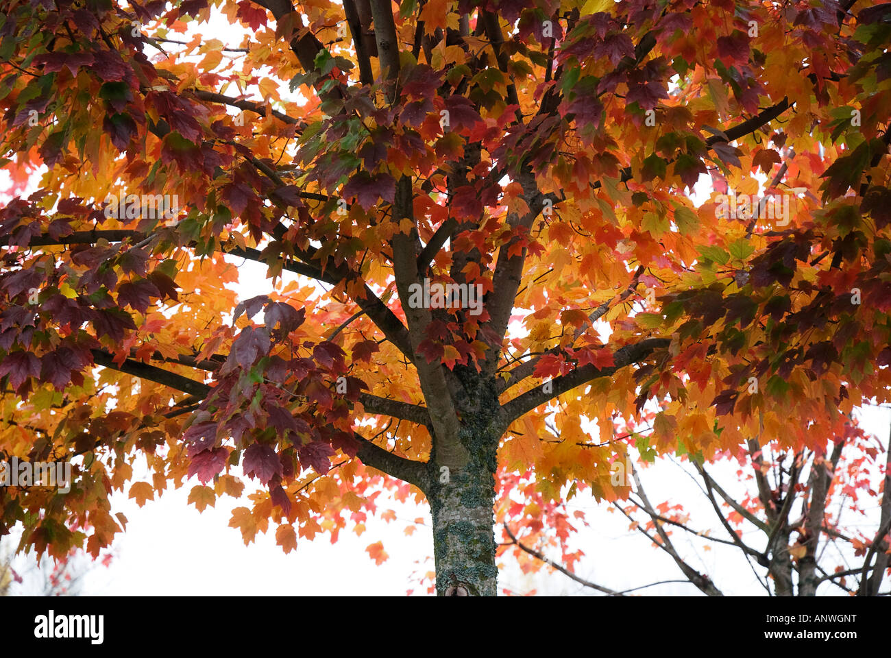 fall tree with many different colors Issaquah Washington Stock Photo ...