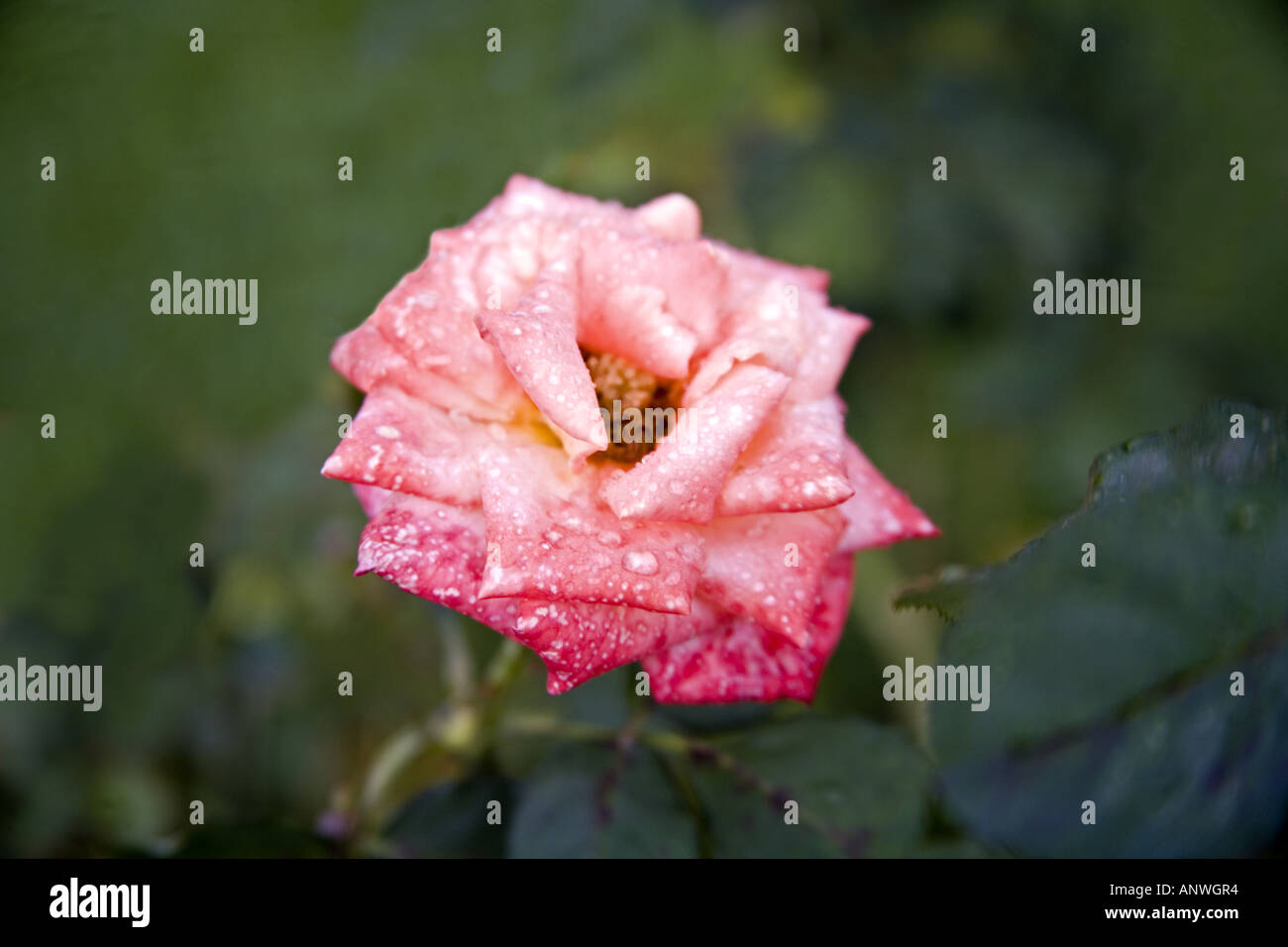 GUATEMALA ANTIGUA Peace rose and blossoms Stock Photo - Alamy