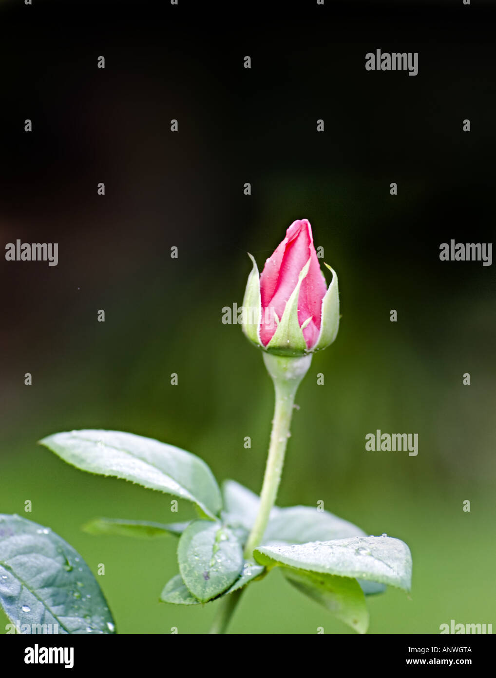 GUATEMALA ANTIGUA Rose blossom Stock Photo - Alamy