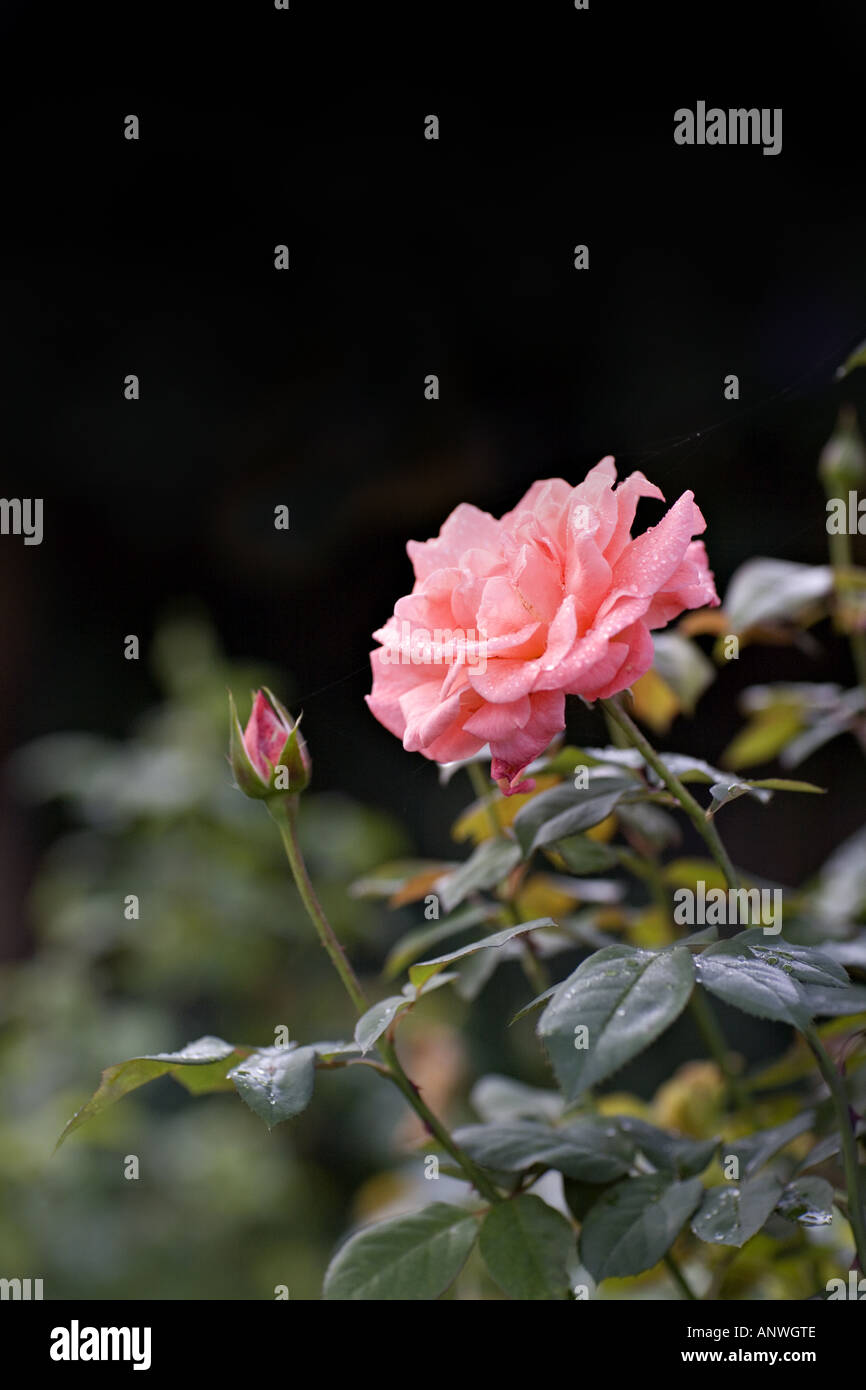 GUATEMALA ANTIGUA Peace rose and blossom Stock Photo - Alamy