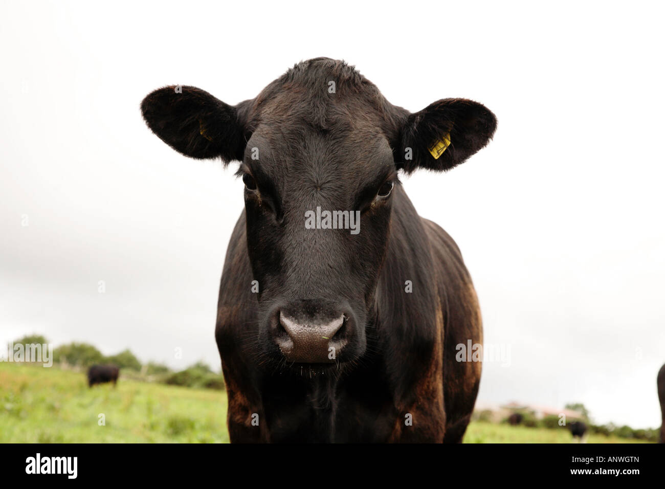 Heurd hi-res stock photography and images - Alamy