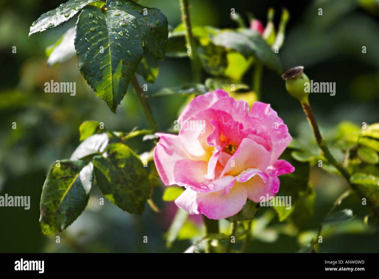 GUATEMALA ANTIGUA Wild rose and rose hip Stock Photo - Alamy