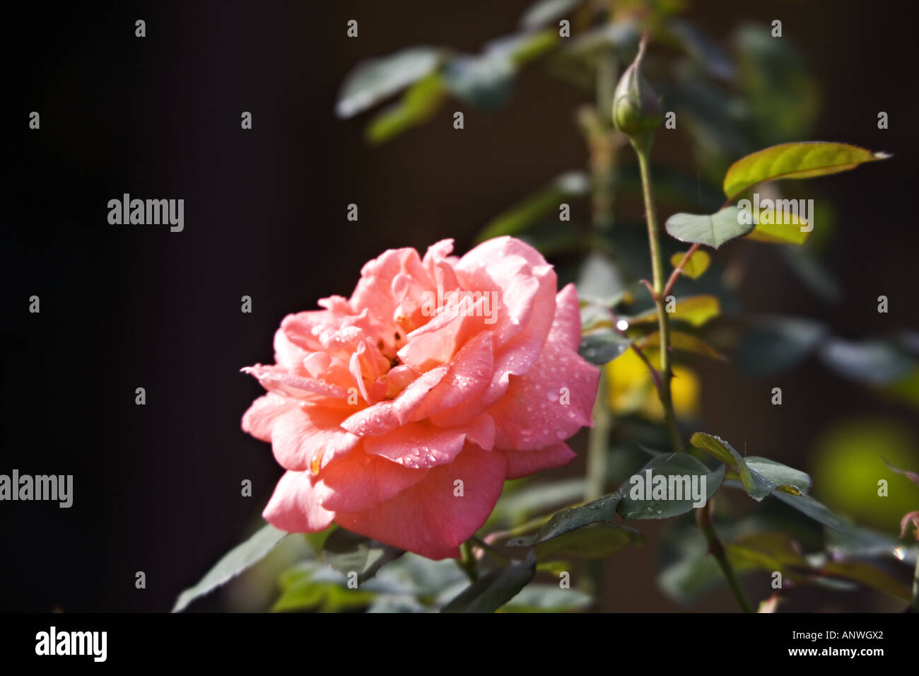 GUATEMALA ANTIGUA Peace rose growing in the garden in the courtyard of ...