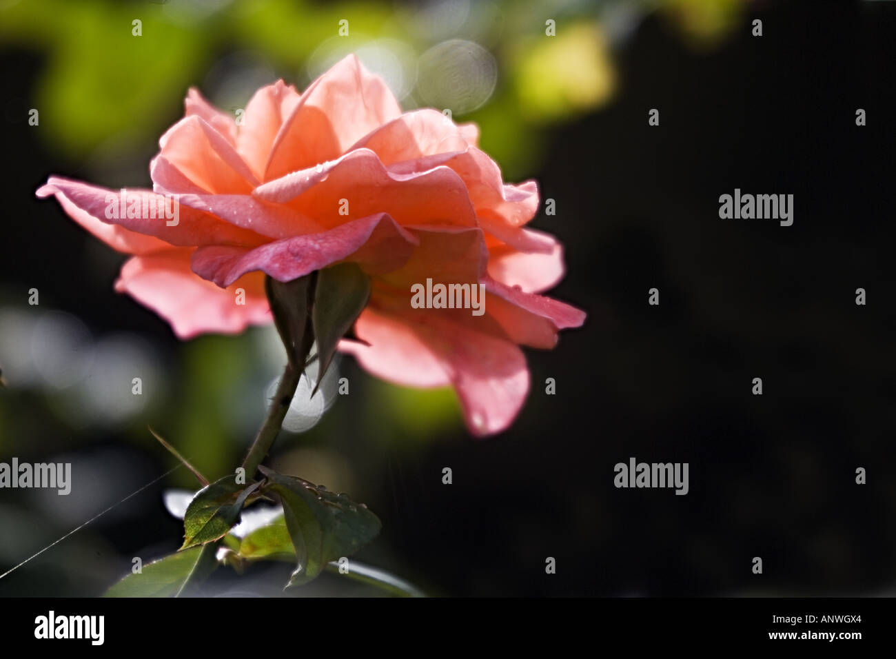 GUATEMALA ANTIGUA Peace rose growing in the garden in the courtyard of ...