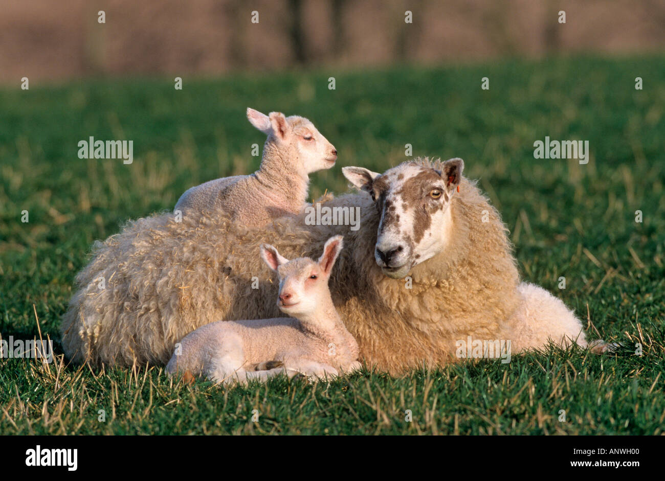 Lambs jumping on resting ewe in spring Stock Photo - Alamy
