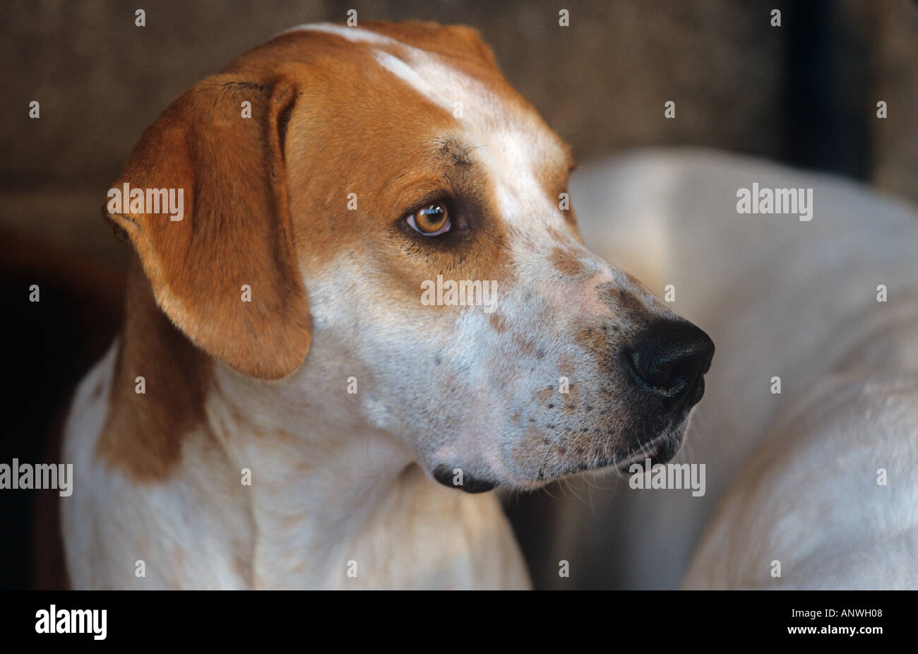 Fox Hound Portrait Stock Photo - Alamy