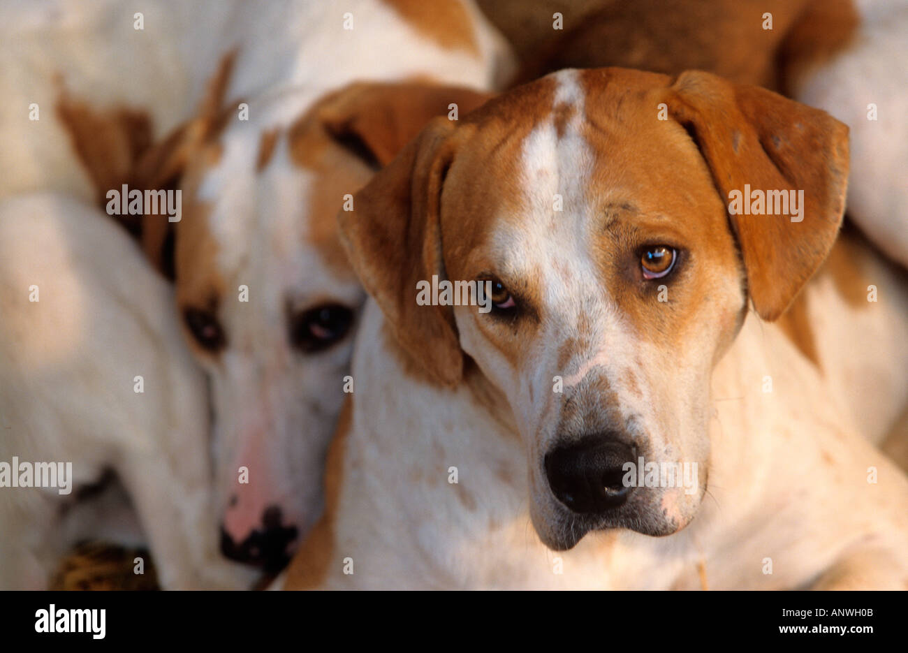 Fox Hound Portrait in Kennel Stock Photo - Alamy