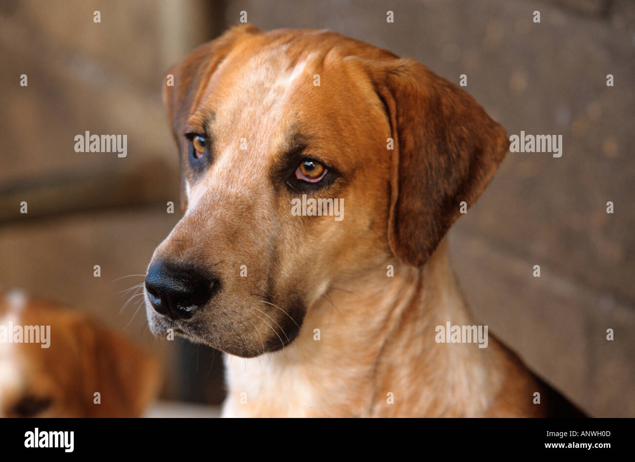 Fox Hound Portrait Stock Photo - Alamy