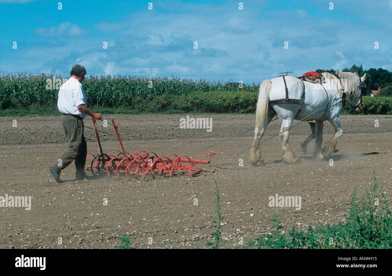 Harrowing with Heavy Horse Stock Photo - Alamy