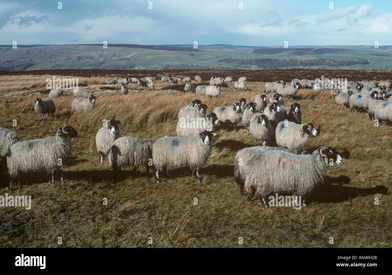 Swaledale Sheep Flock Winter Yorks UK Stock Photo - Alamy