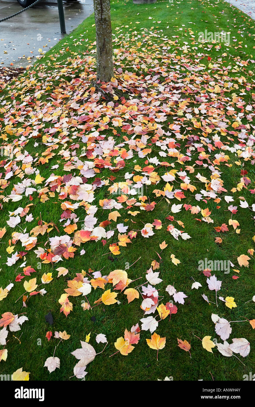 Leaves dropped from tree hi-res stock photography and images - Alamy