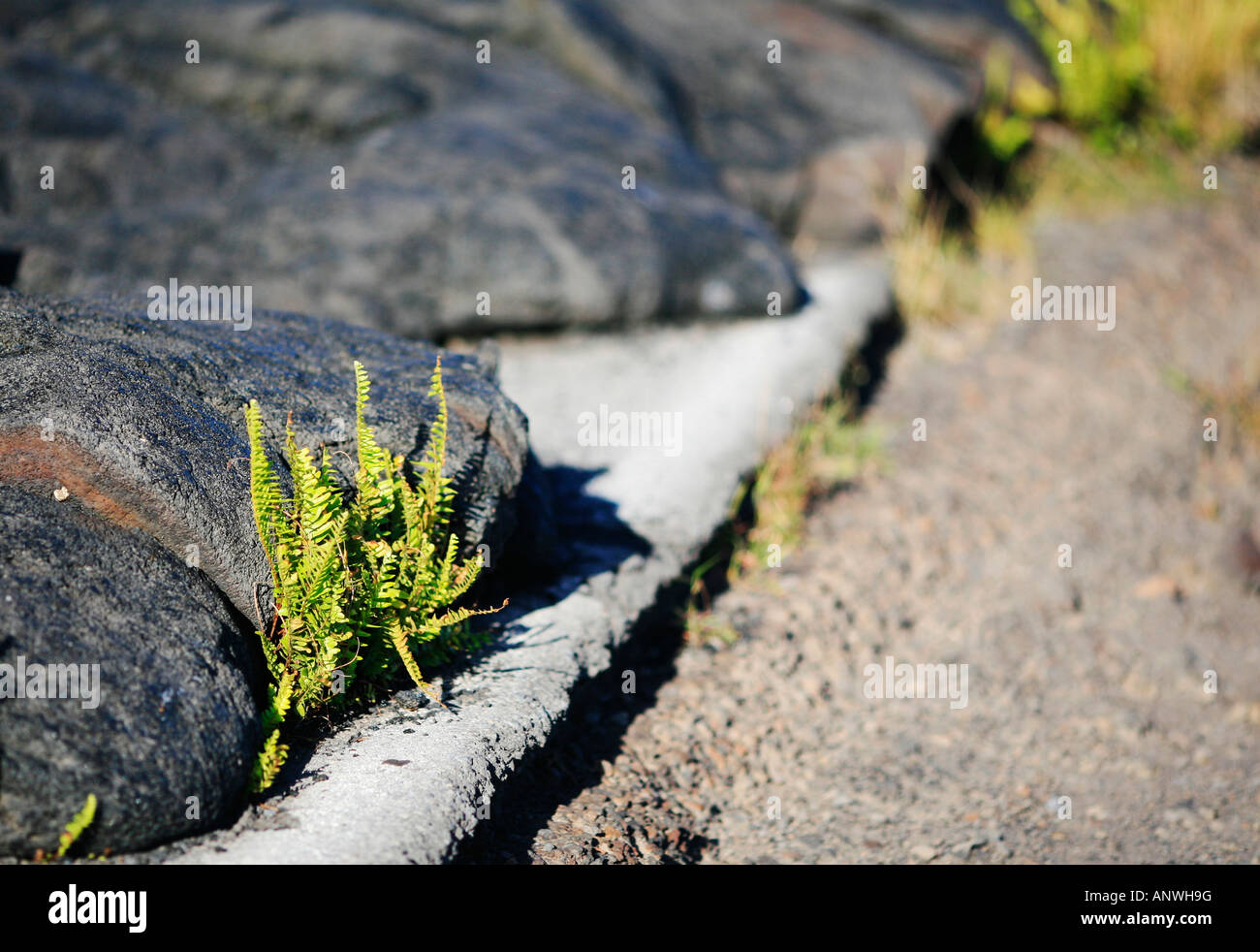 Old lava flow blocking Chain of Craters Road Hawaii Volcanoes National ...