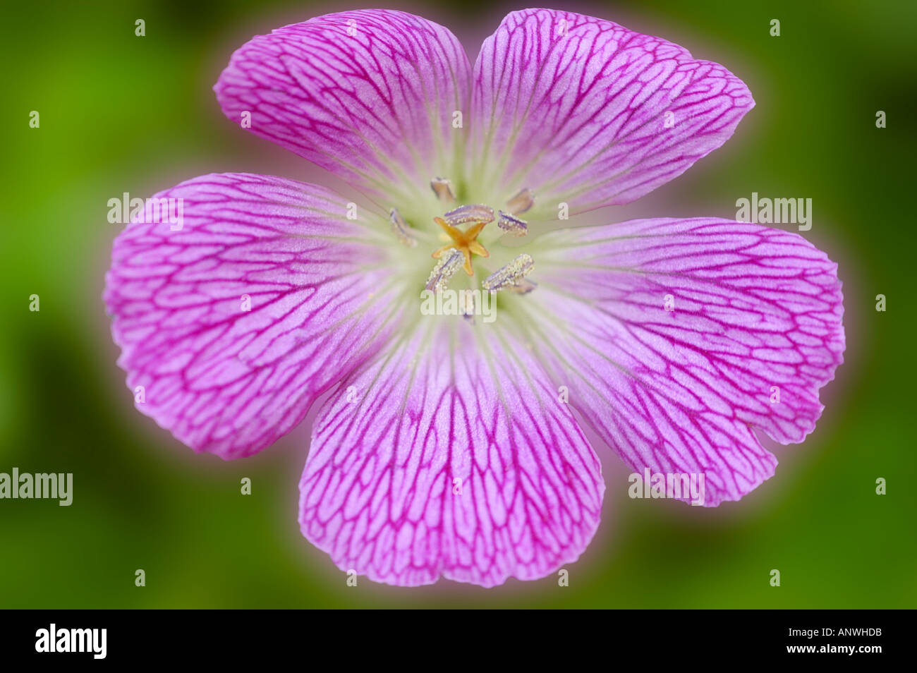Cranebill hi-res stock photography and images - Alamy
