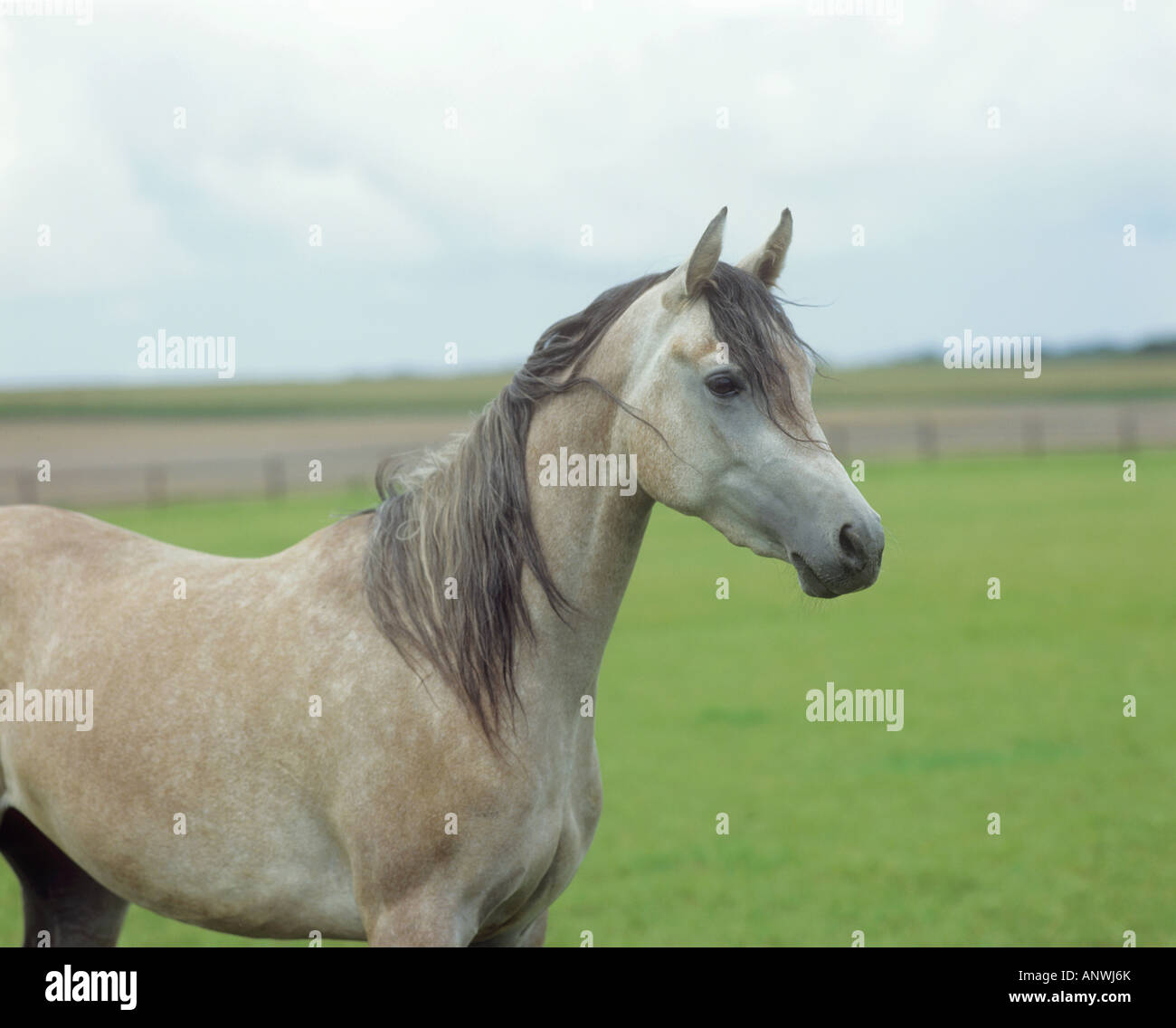 Asil arabian horse hi-res stock photography and images - Alamy