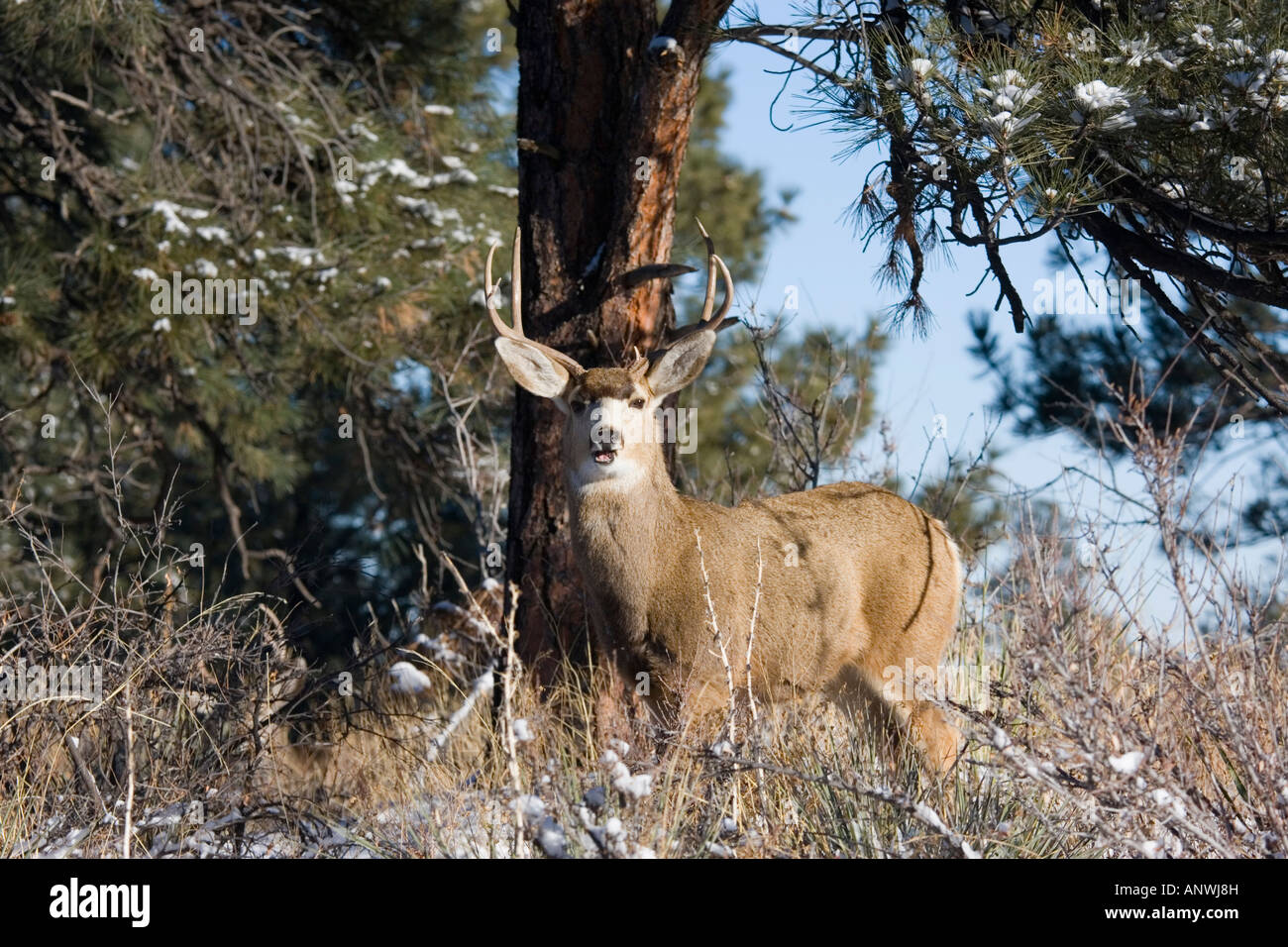 Buck deer foraging for food early in the morning on a cold crisp ...