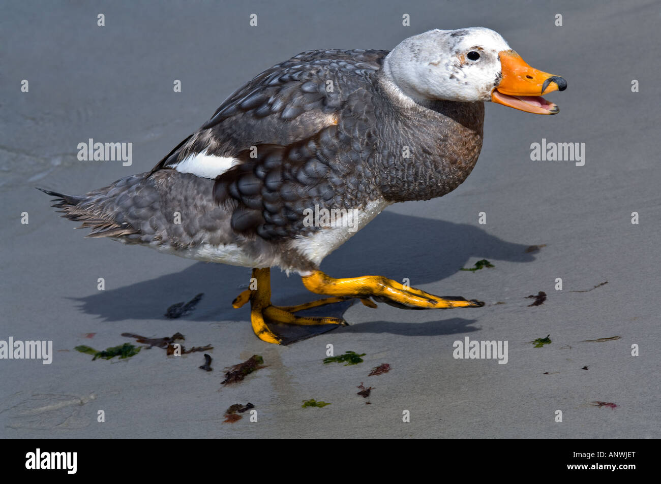 Streamer duck hi-res stock photography and images - Alamy