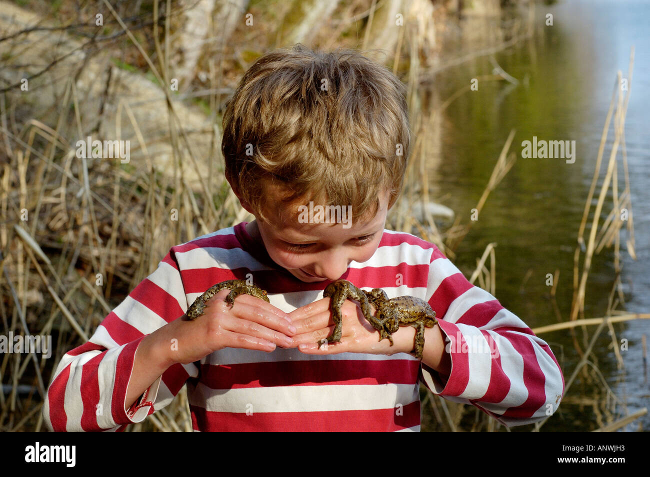 Two common European toads ( Bufo bufo ) lying on the hands and arms of ...