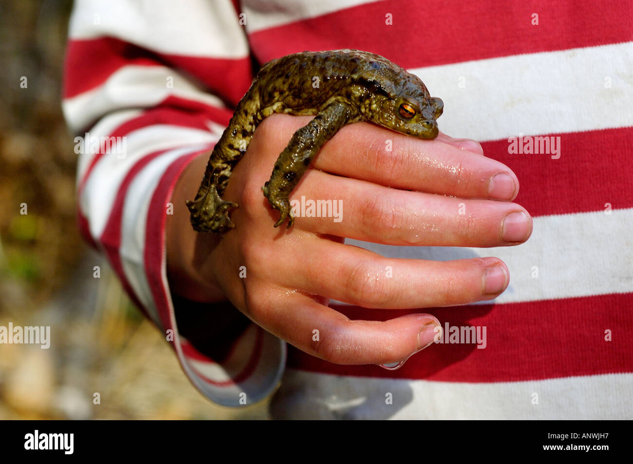 Kids with common toad hi-res stock photography and images - Alamy