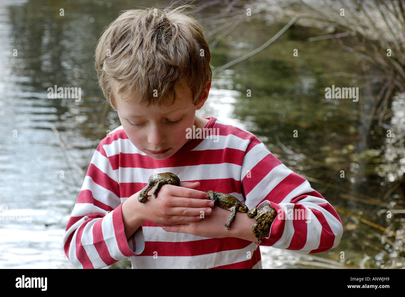 Several common European toads ( Bufo bufo ) lying on hands and arms of ...