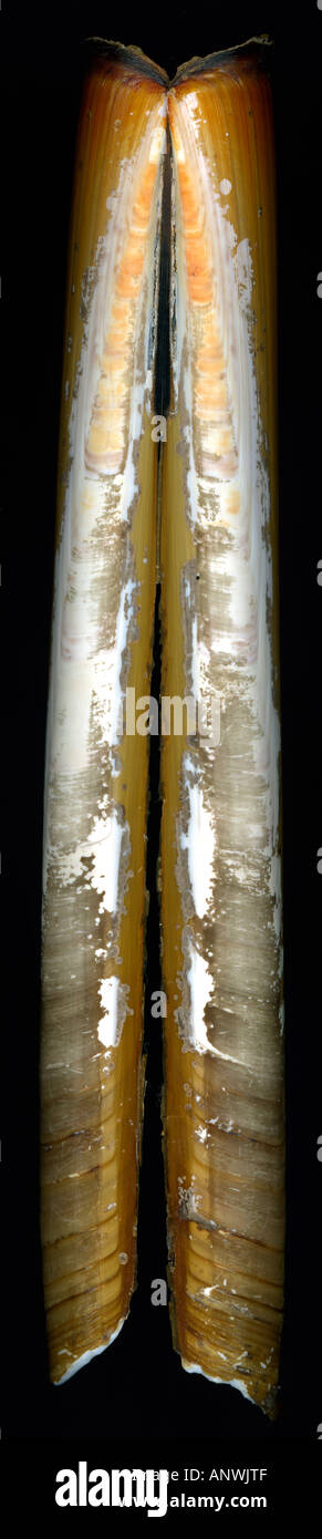 European Razor clam (Solen Marginatus), Scotland Stock Photo - Alamy