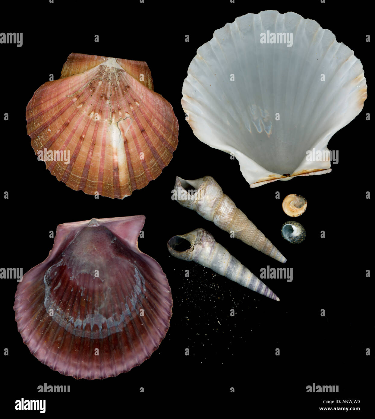 Augers (Turritellidae) and Scallops (Pectinidae Stock Photo - Alamy