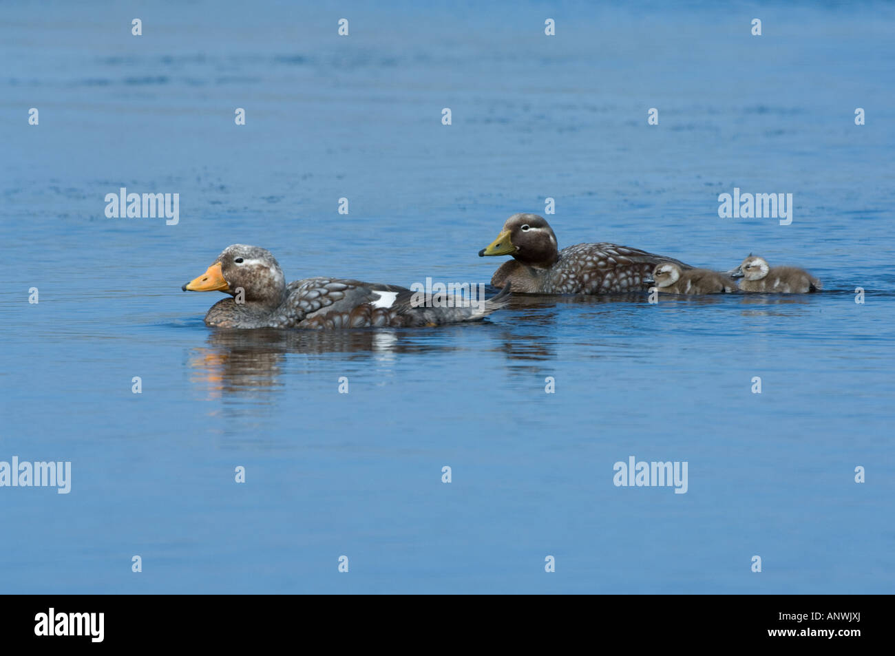 Streamer duck hi-res stock photography and images - Alamy