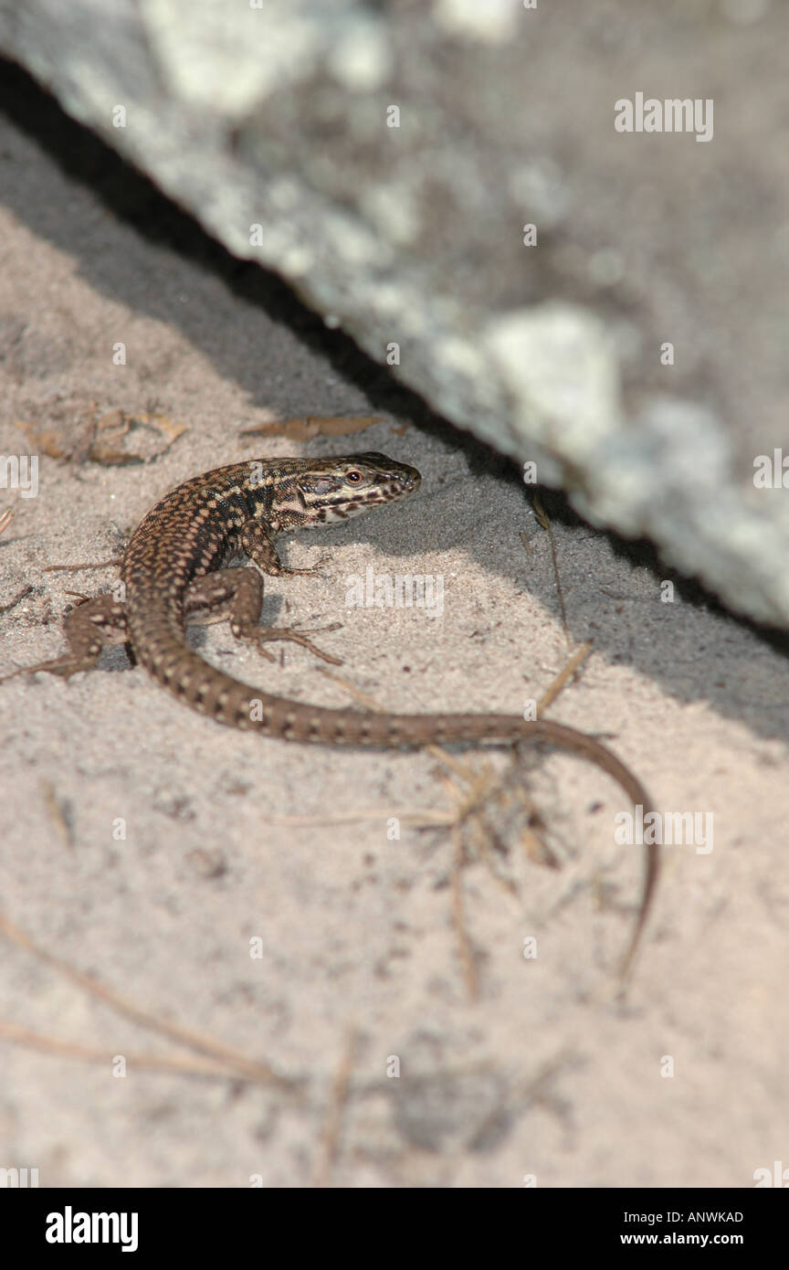 Lizard shaped rock hi-res stock photography and images - Alamy